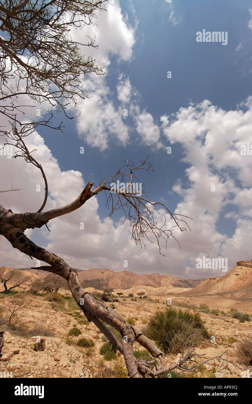 Moringa peregrina hi-res stock photography and images - Alamy