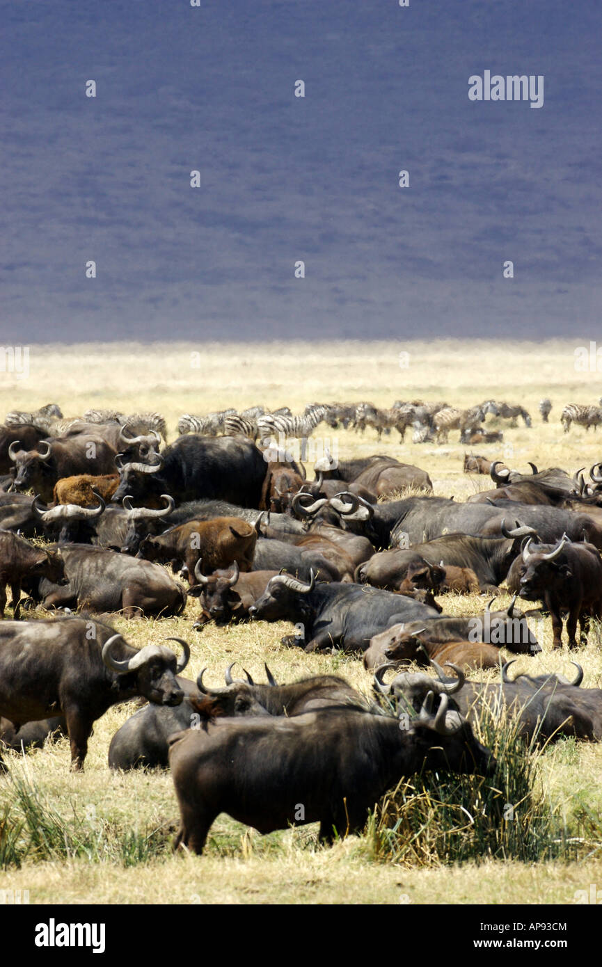 Laying wildebeest hi-res stock photography and images - Alamy