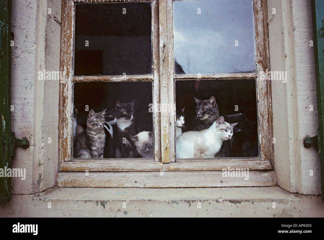 France Alsace cats in window Stock Photo - Alamy