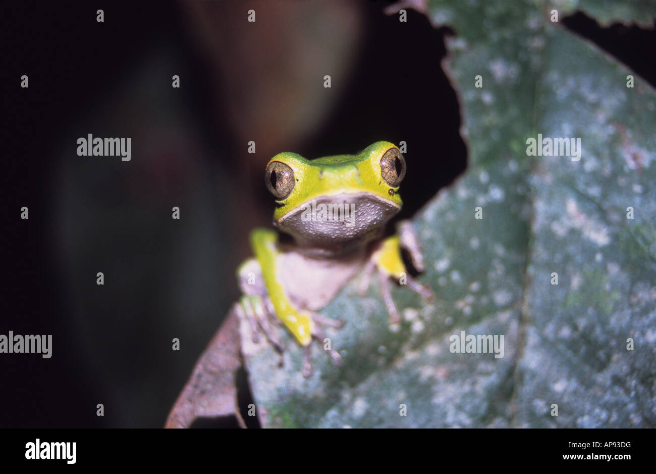 White lined tree frog ( Phyllomedusa camba ), Madidi National Park ...