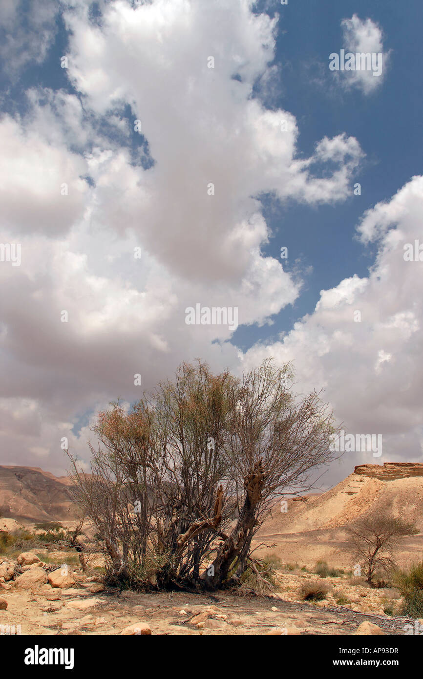 Moringa tree hi-res stock photography and images - Alamy