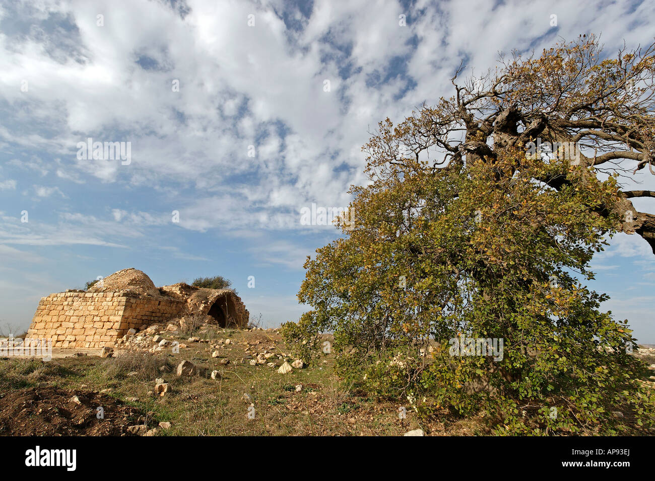 Judea Cyprus Oak tree in Beth El by the Tomb of Sheikh Abdullah Stock ...