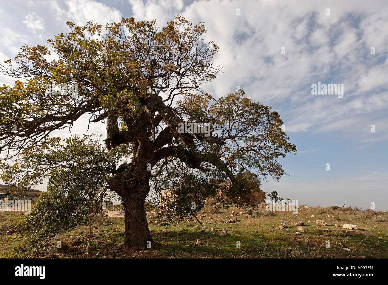 Judea Cyprus Oak tree in Beth El by the Tomb of Sheikh Abdullah Stock ...