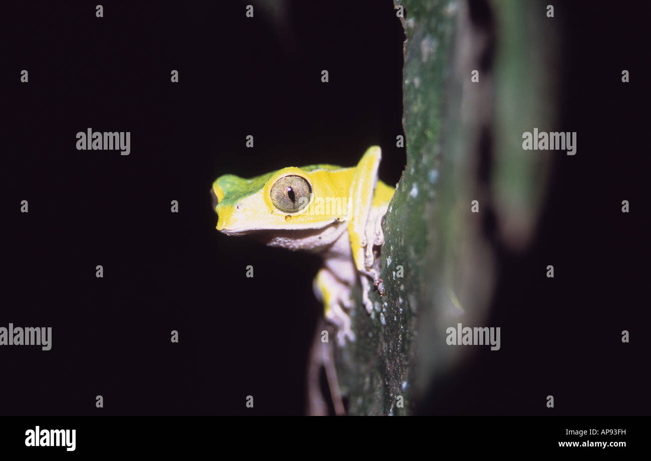 White lined tree frog ( Phyllomedusa camba ), Madidi National Park ...