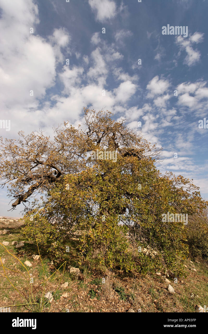Cyprus and palestine hi-res stock photography and images - Alamy
