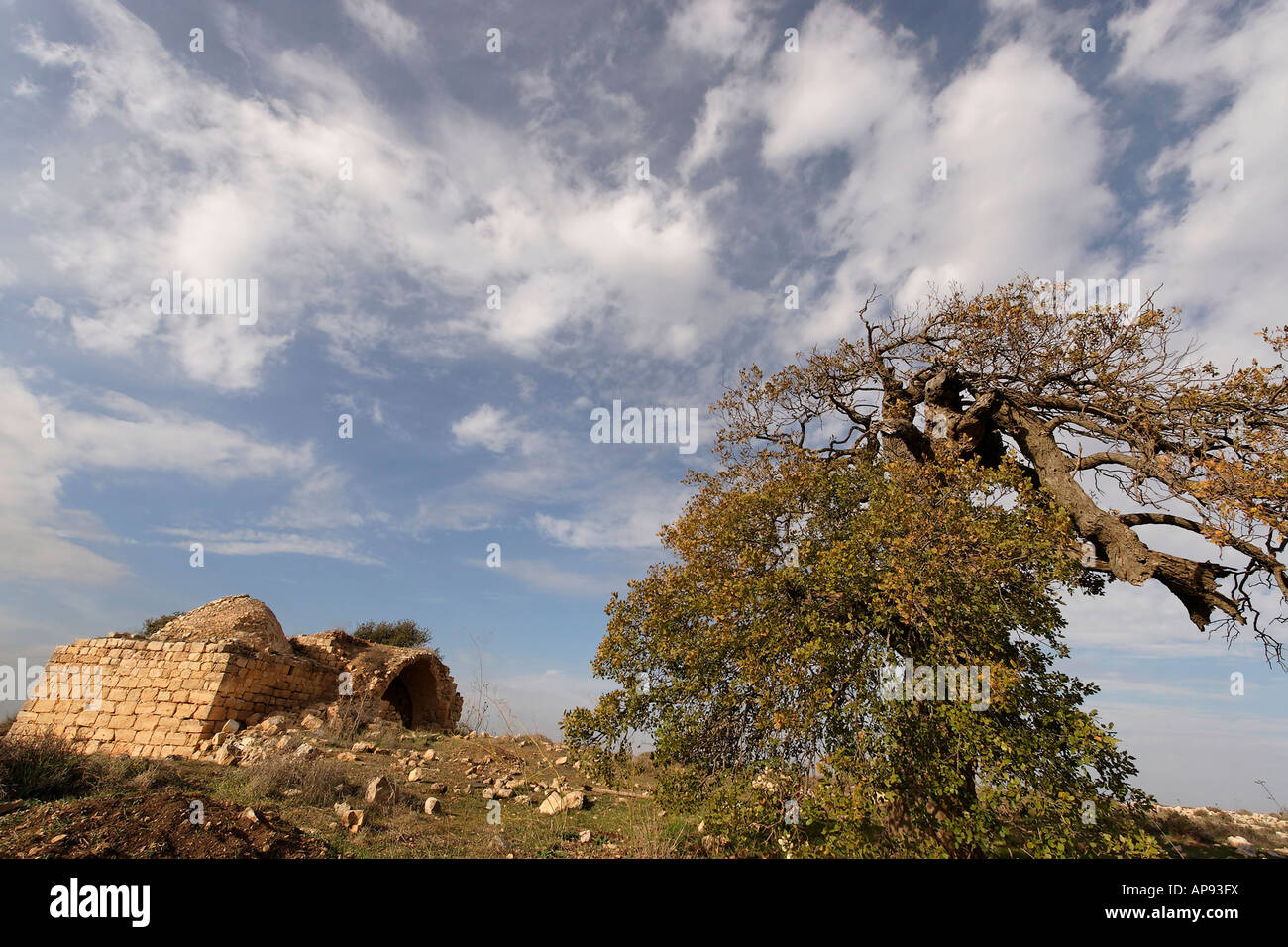 Judea Cyprus Oak tree in Beth El by the Tomb of Sheikh Abdullah Stock ...
