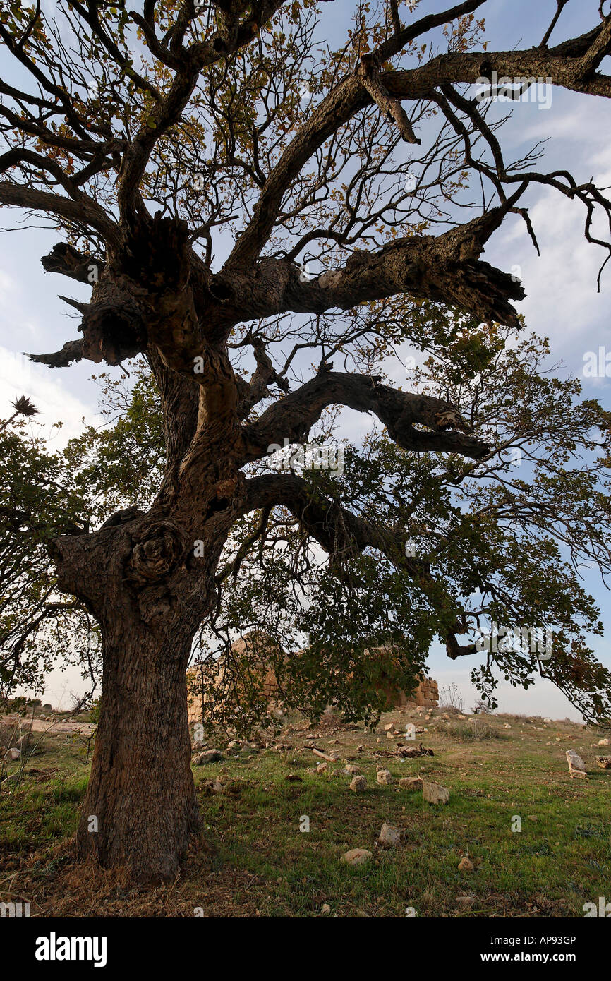 Judea Cyprus Oak tree in Beth El by the Tomb of Sheikh Abdullah Stock ...