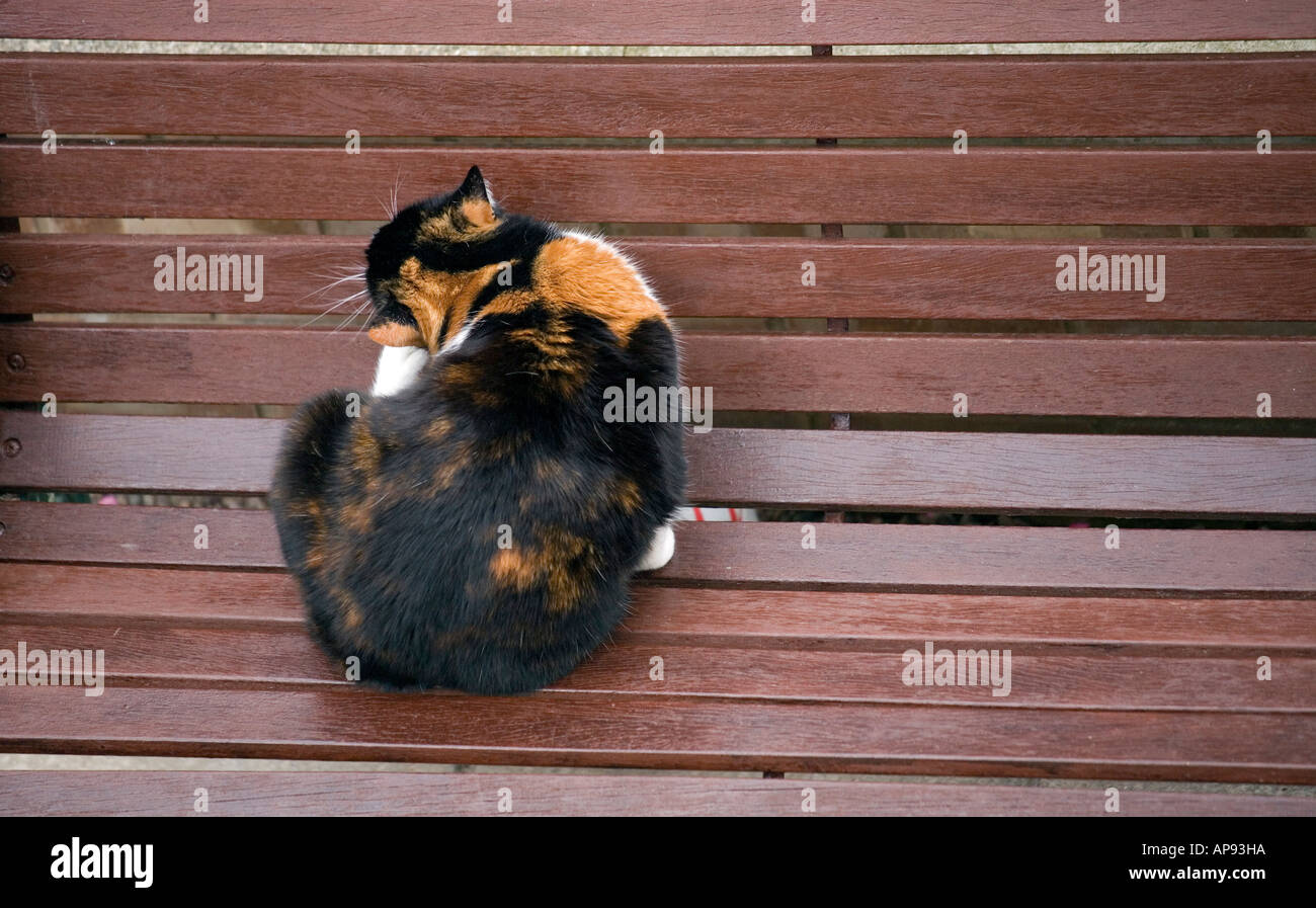 DOMESTIC TORTOISE SHELL CAT ON A BENCH SCRATCHING Stock Photo - Alamy