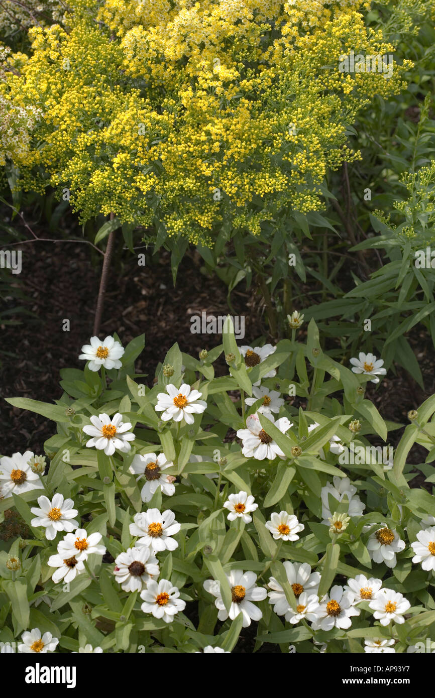 Solidaster hi-res stock photography and images - Alamy