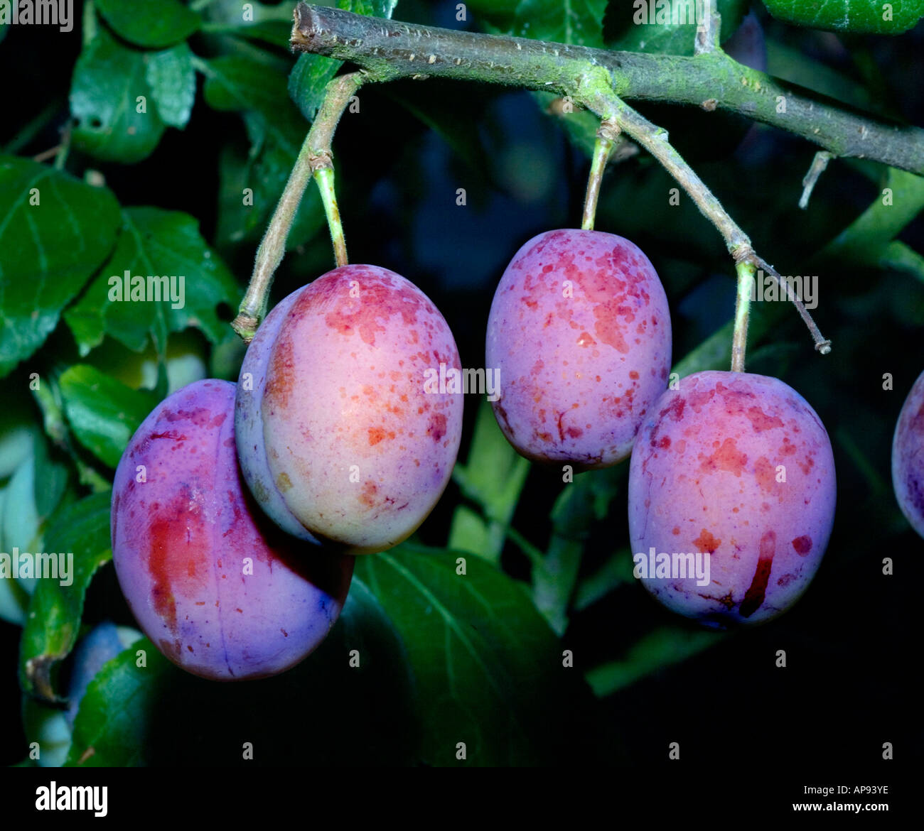 Victoria plum on branch hi-res stock photography and images - Alamy