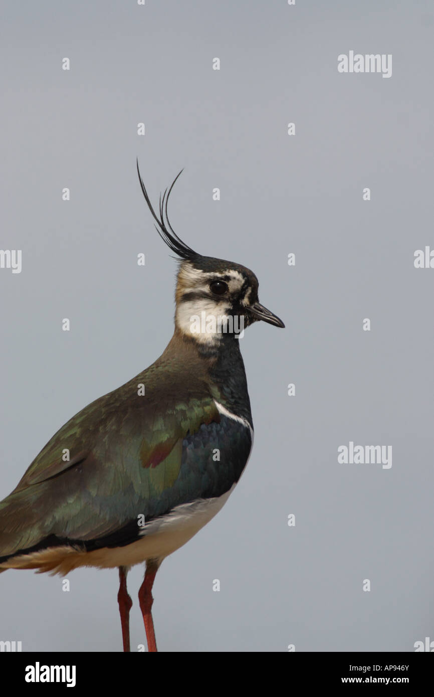 Lapwing british isles hi-res stock photography and images - Alamy