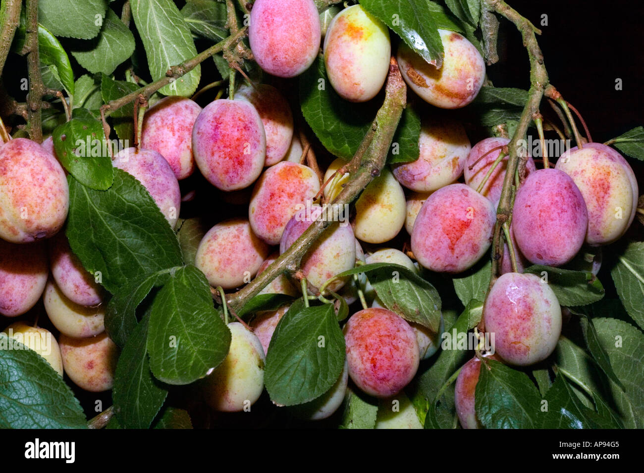 VICTORIA PLUMS RIPENING ON THE TREE Stock Photo - Alamy