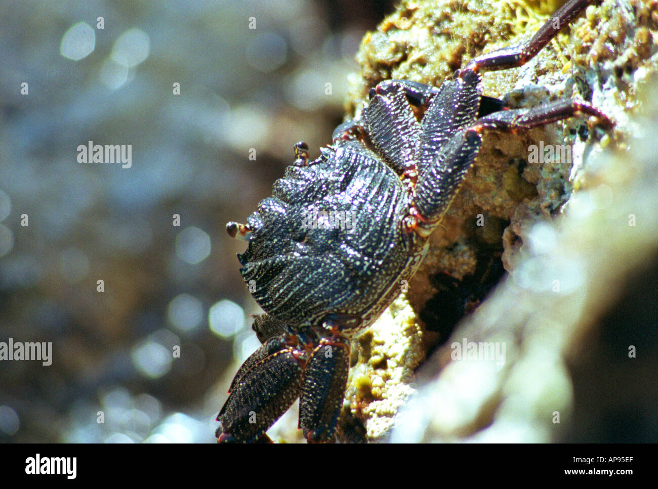 Reef Crab in Hawaii Stock Photo - Alamy
