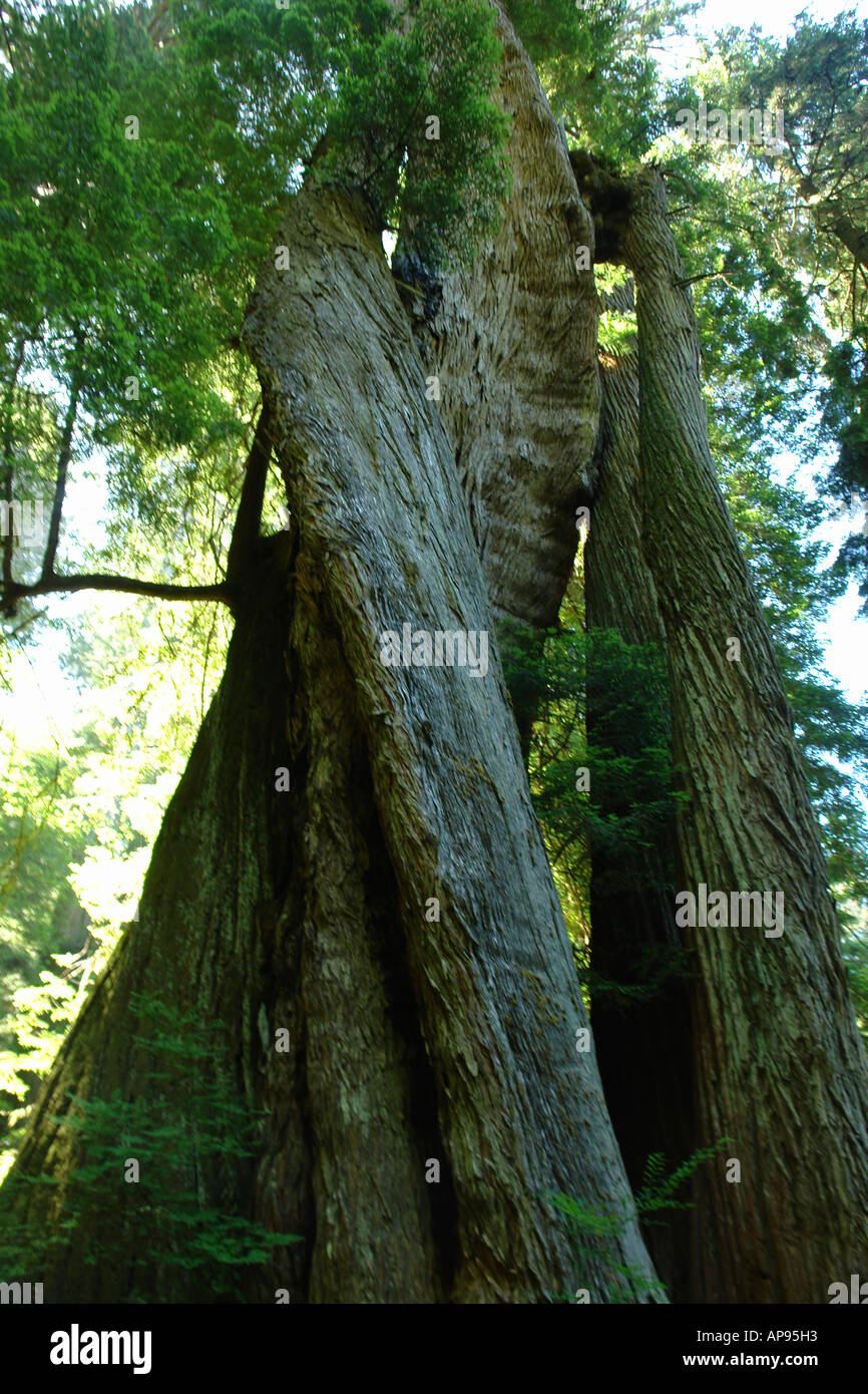 Sequoia sequoia sp hi-res stock photography and images - Alamy
