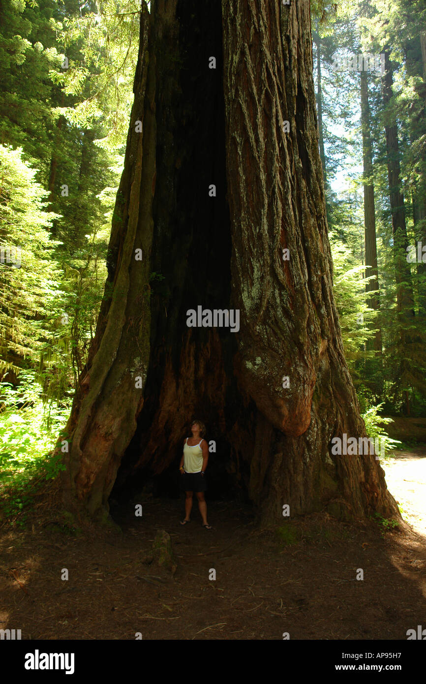 Pacific giant fir trees usa hi-res stock photography and images - Alamy