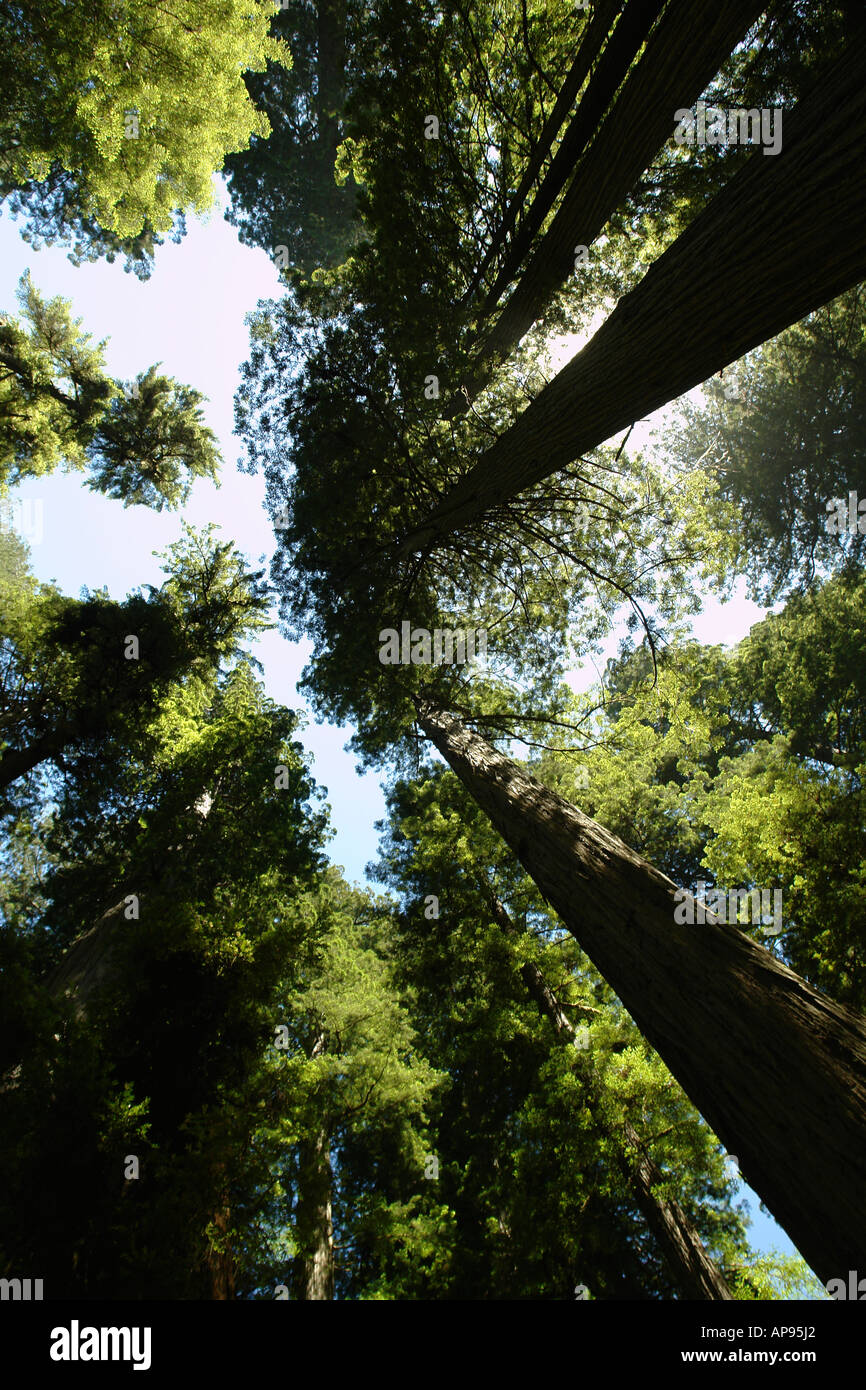 Sequoia sequoia sp hi-res stock photography and images - Alamy