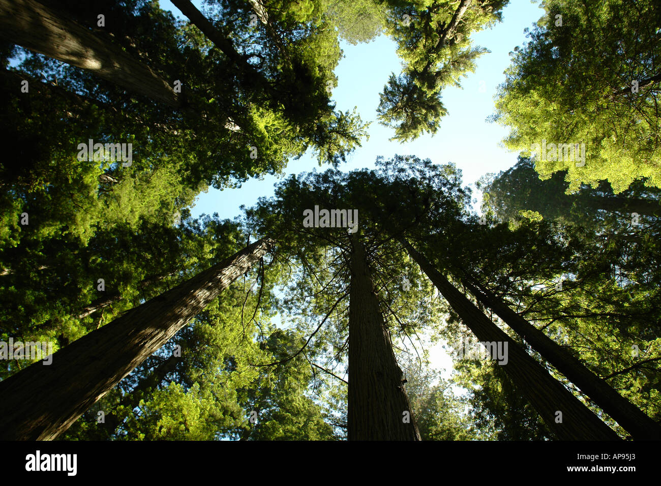 Sequoia sequoia sp hi-res stock photography and images - Alamy