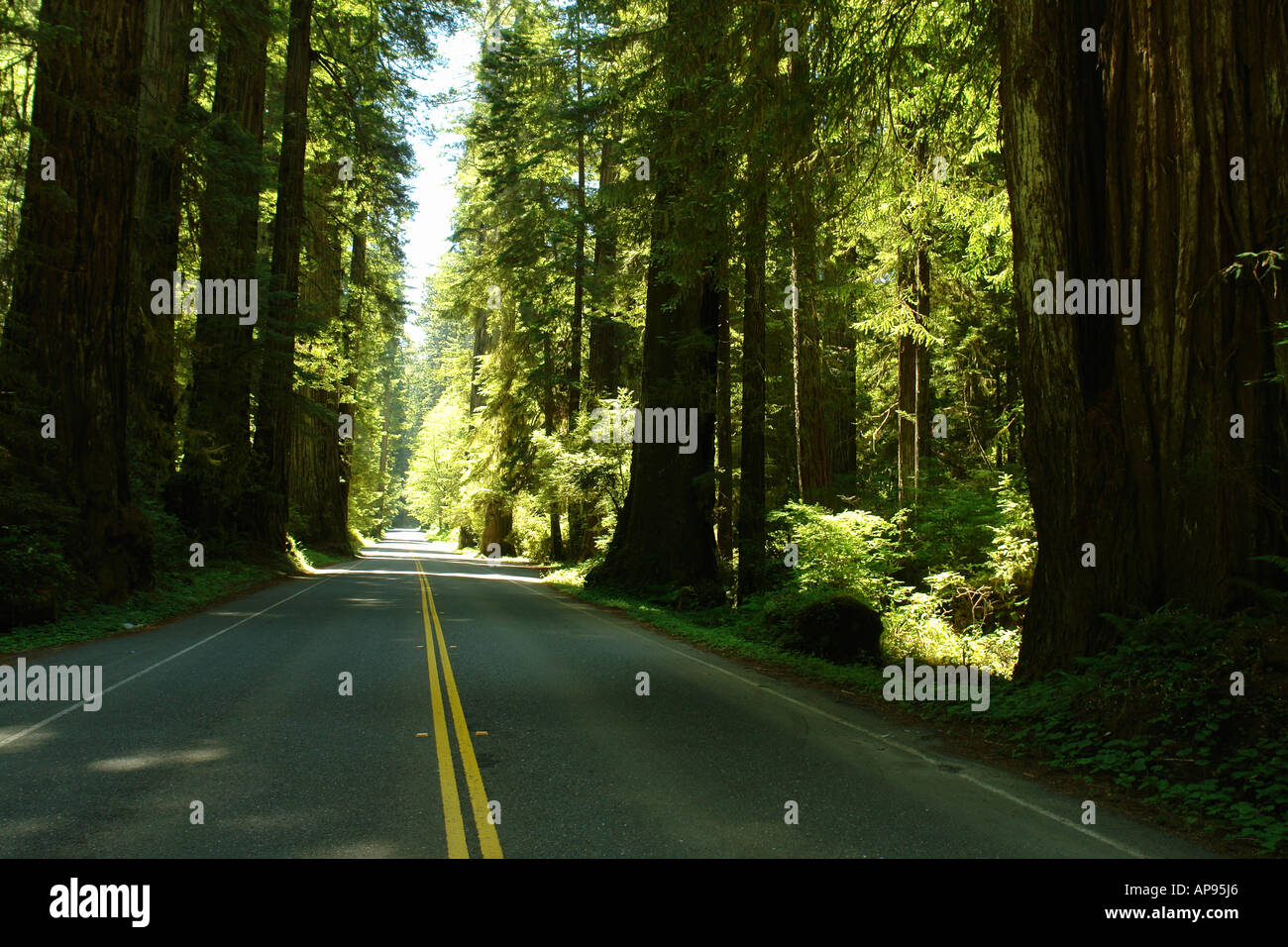 AJD51306, CA, California, Pacific Ocean, Redwood National and State ...