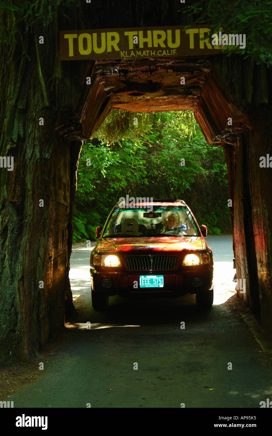 Drive car tree redwoods hi-res stock photography and images - Alamy