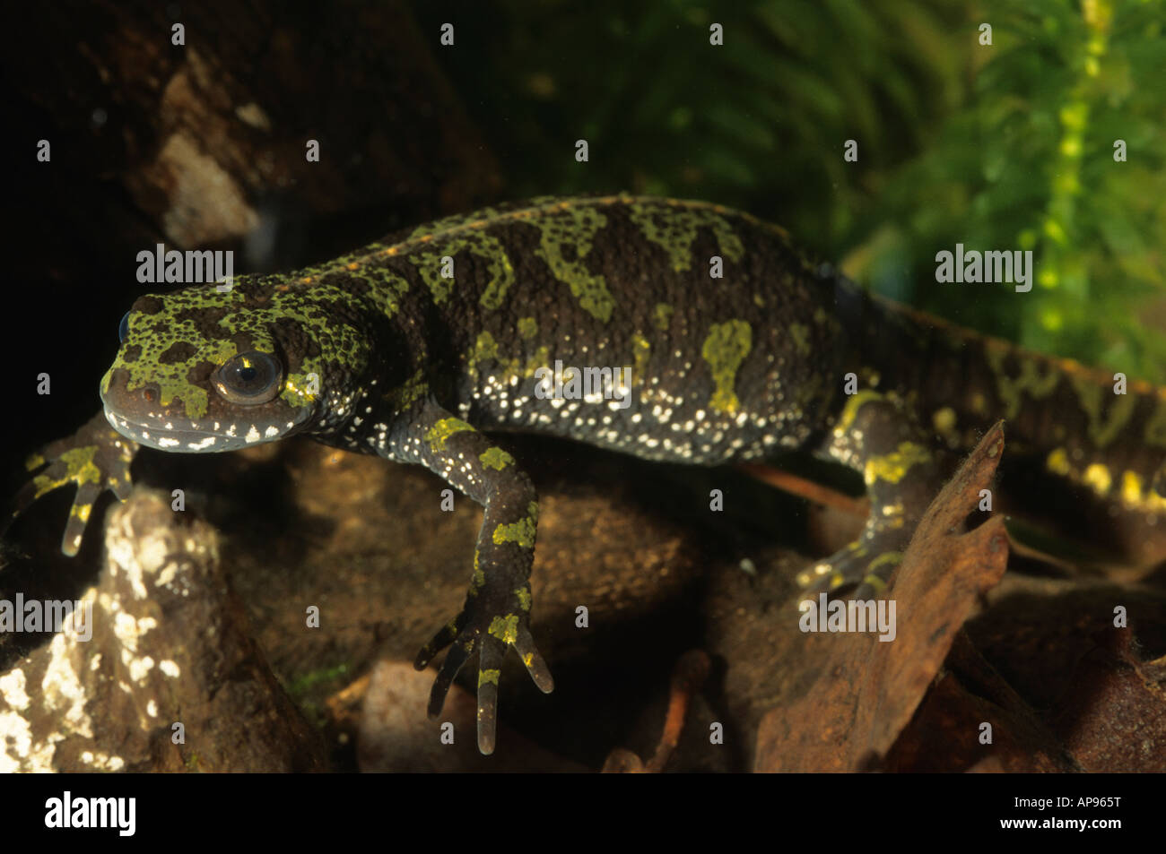 Marbled newt Triturus marmoratus France Stock Photo - Alamy