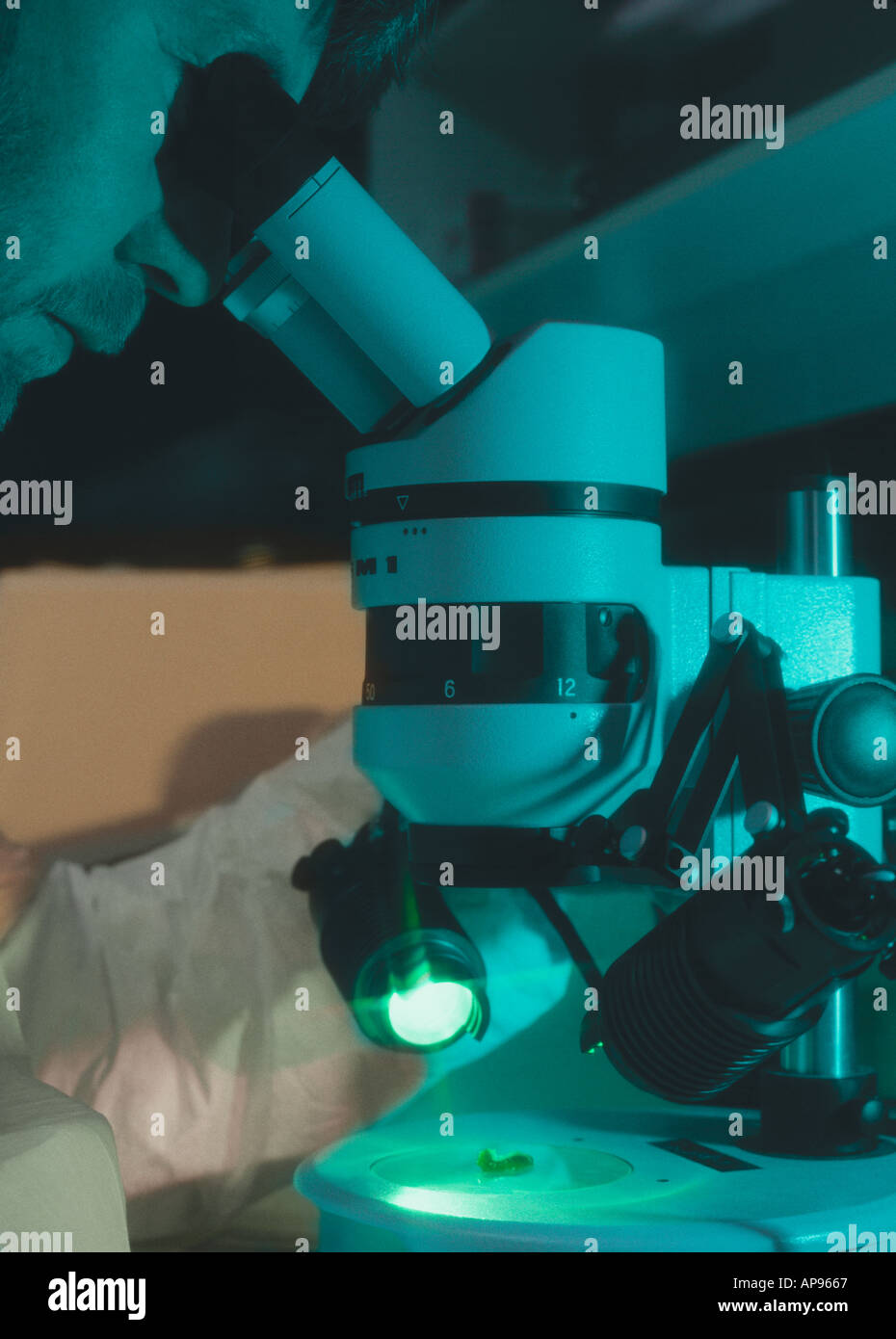 Biologist using a microscope in a biology laboratory Stock Photo - Alamy