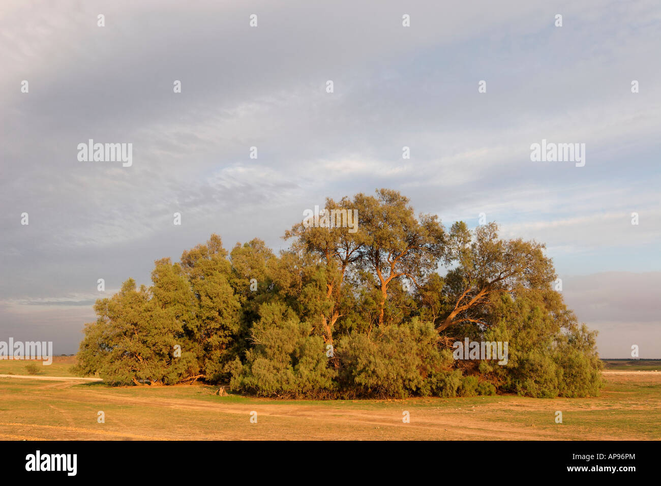 Israel the Negev desert Tamarisk trees Tamarix Aphylla in Wadi Besor ...