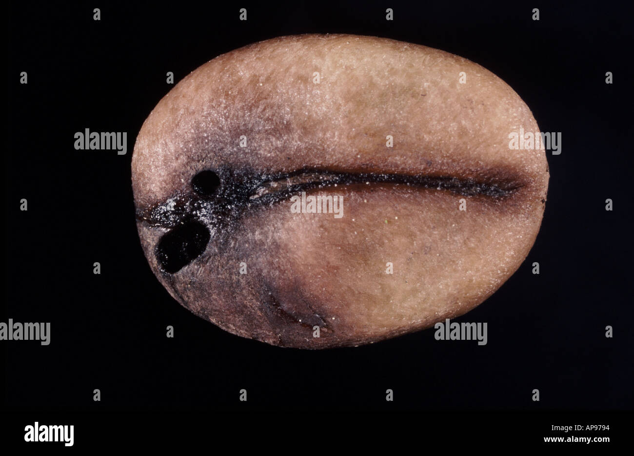 Bean borer hi-res stock photography and images - Alamy