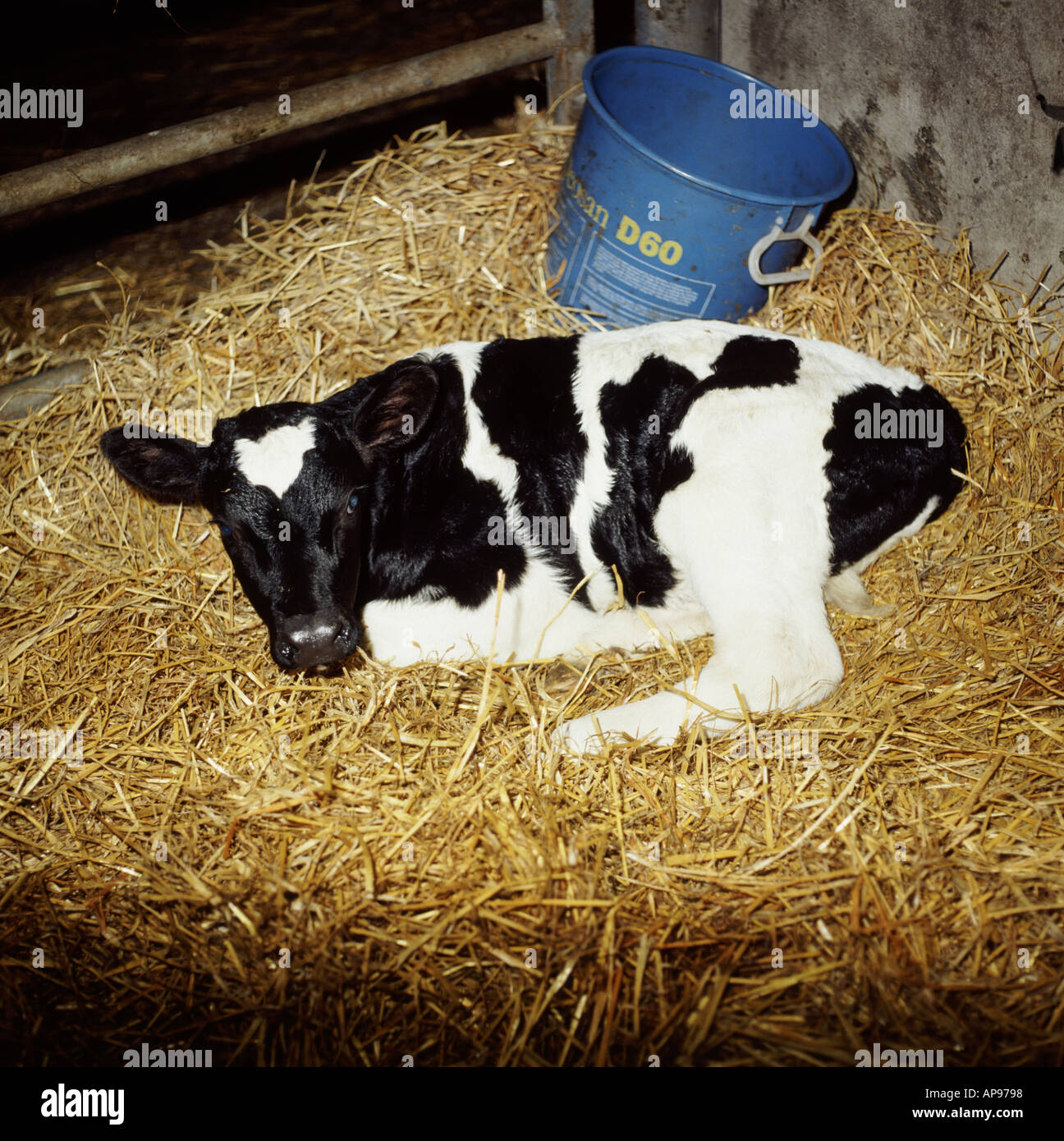 One day old Friesian calf in stall with straw bedding Stock Photo - Alamy