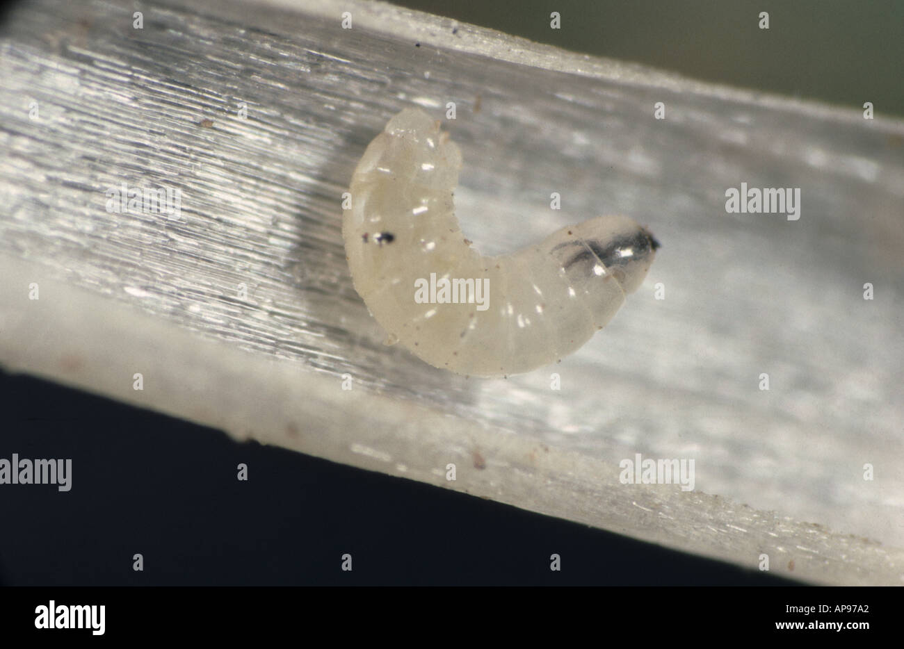 Cereal fly opomyza florum larva in damaged wheat stem base close up ...