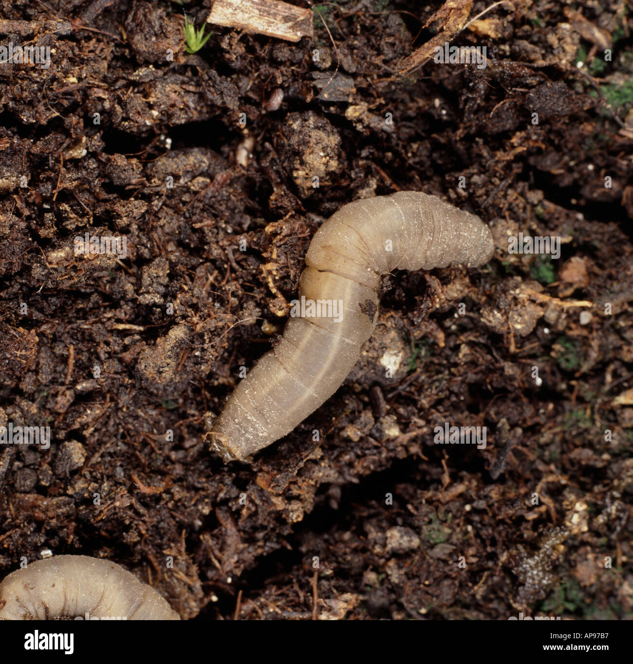 Leatherjacket Insect High Resolution Stock Photography and Images - Alamy