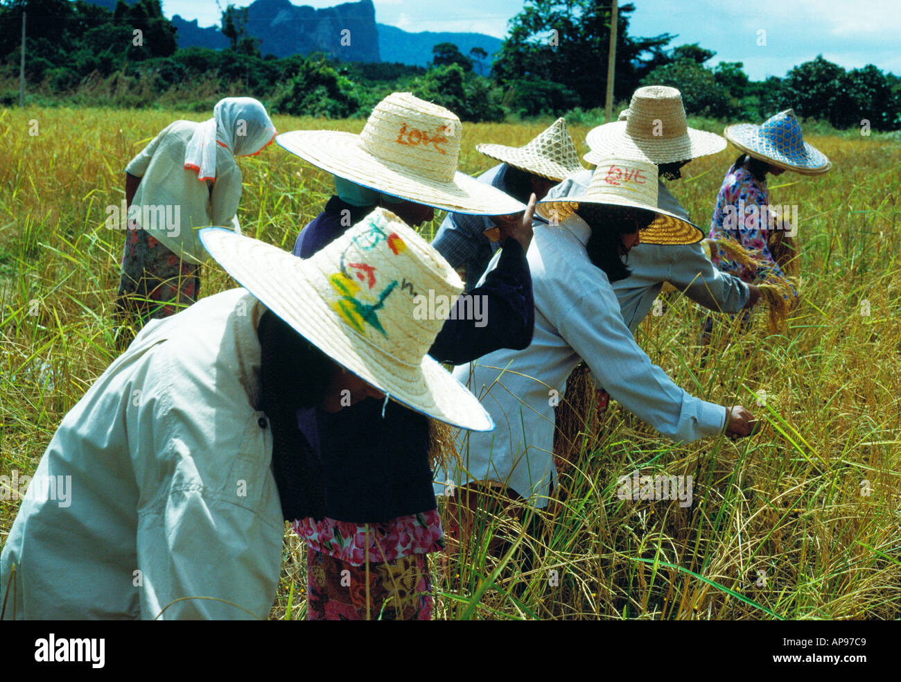 Thai women in hats rice picking in paddy field Stock Photo - Alamy