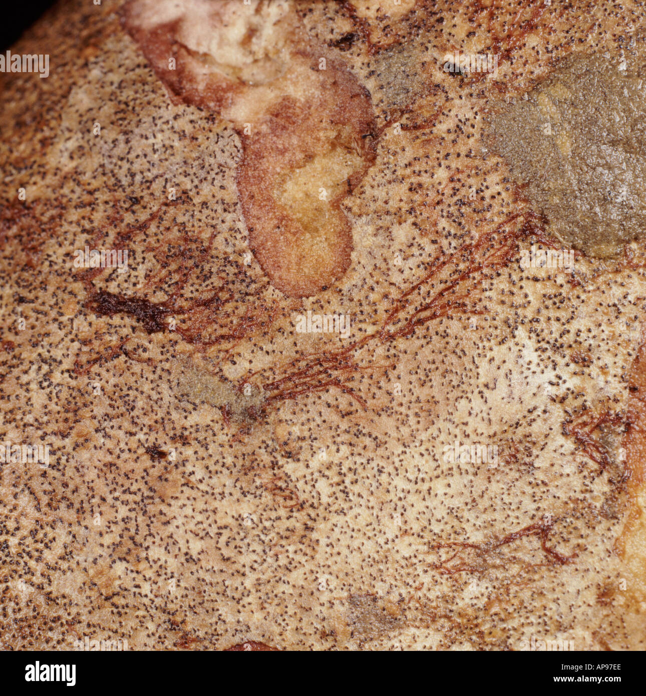 Violet root rot hi-res stock photography and images - Alamy