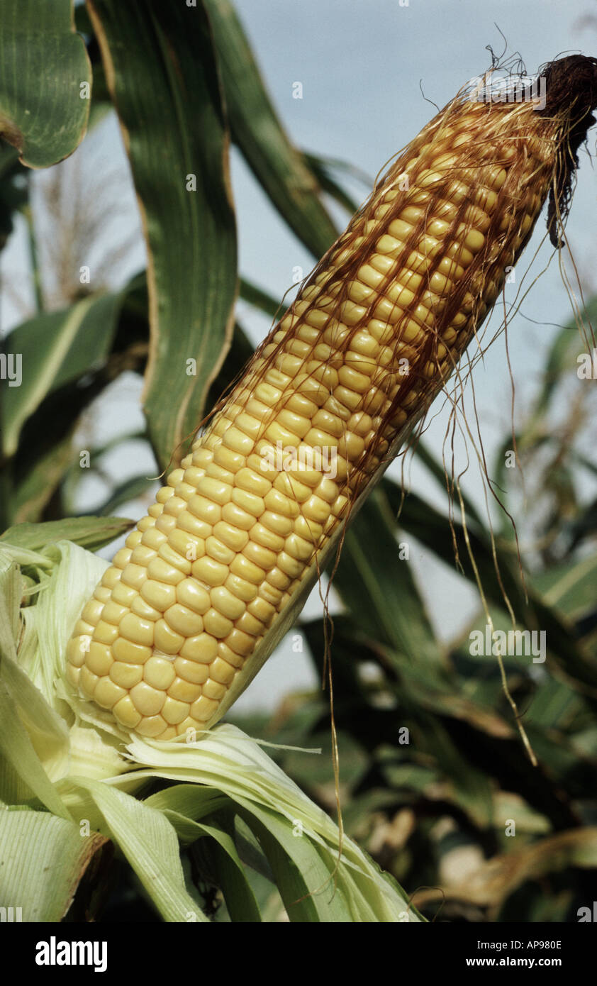Close up of exposed maize cob in Thailand corn on the cob with blue sky ...