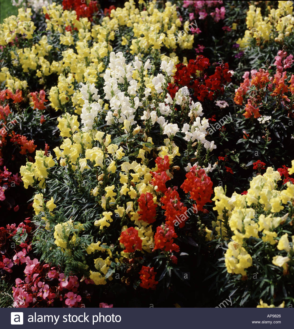 White snap dragon hi-res stock photography and images - Alamy