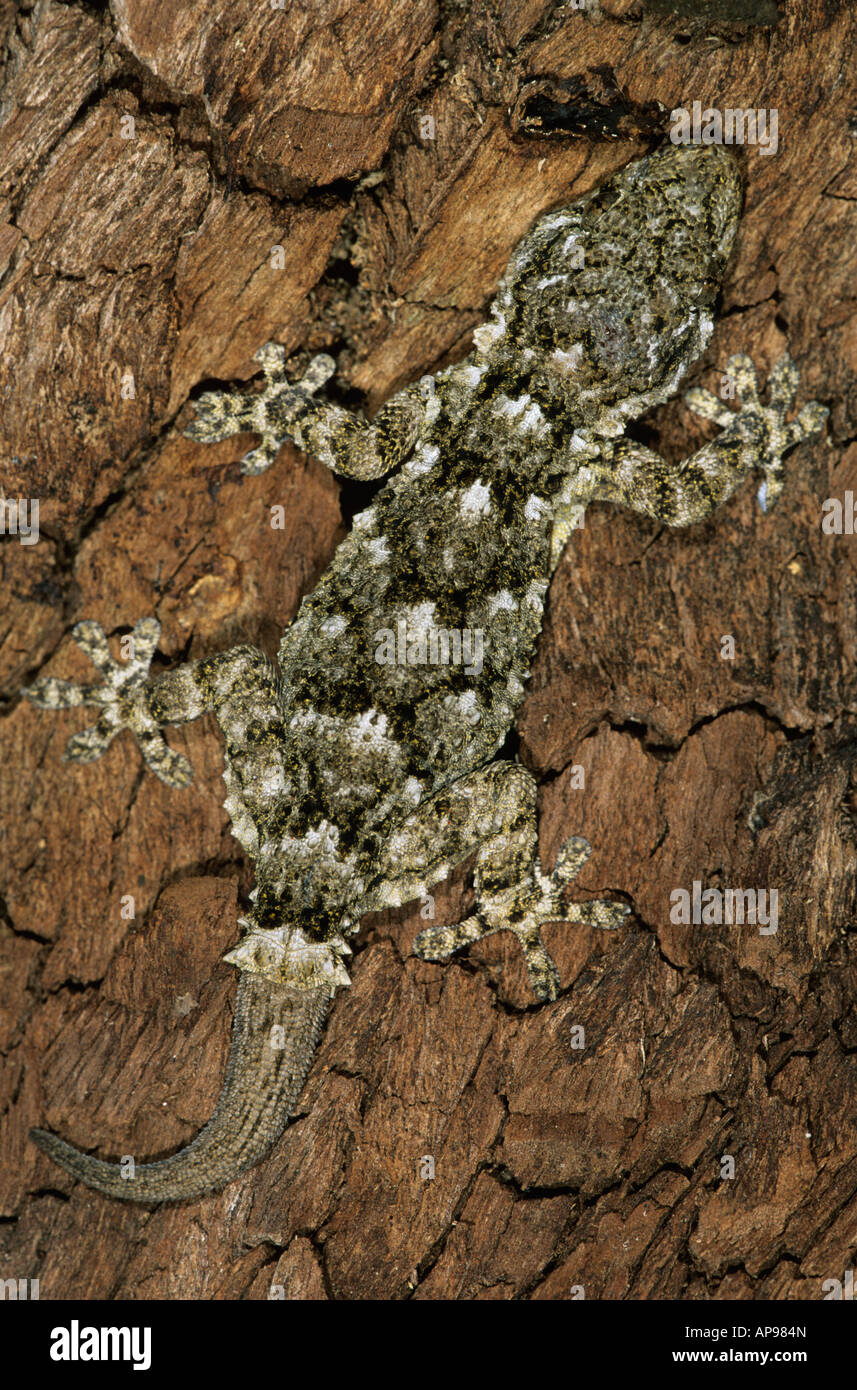 Tarentola mauritanica lizard Morocco Stock Photo - Alamy