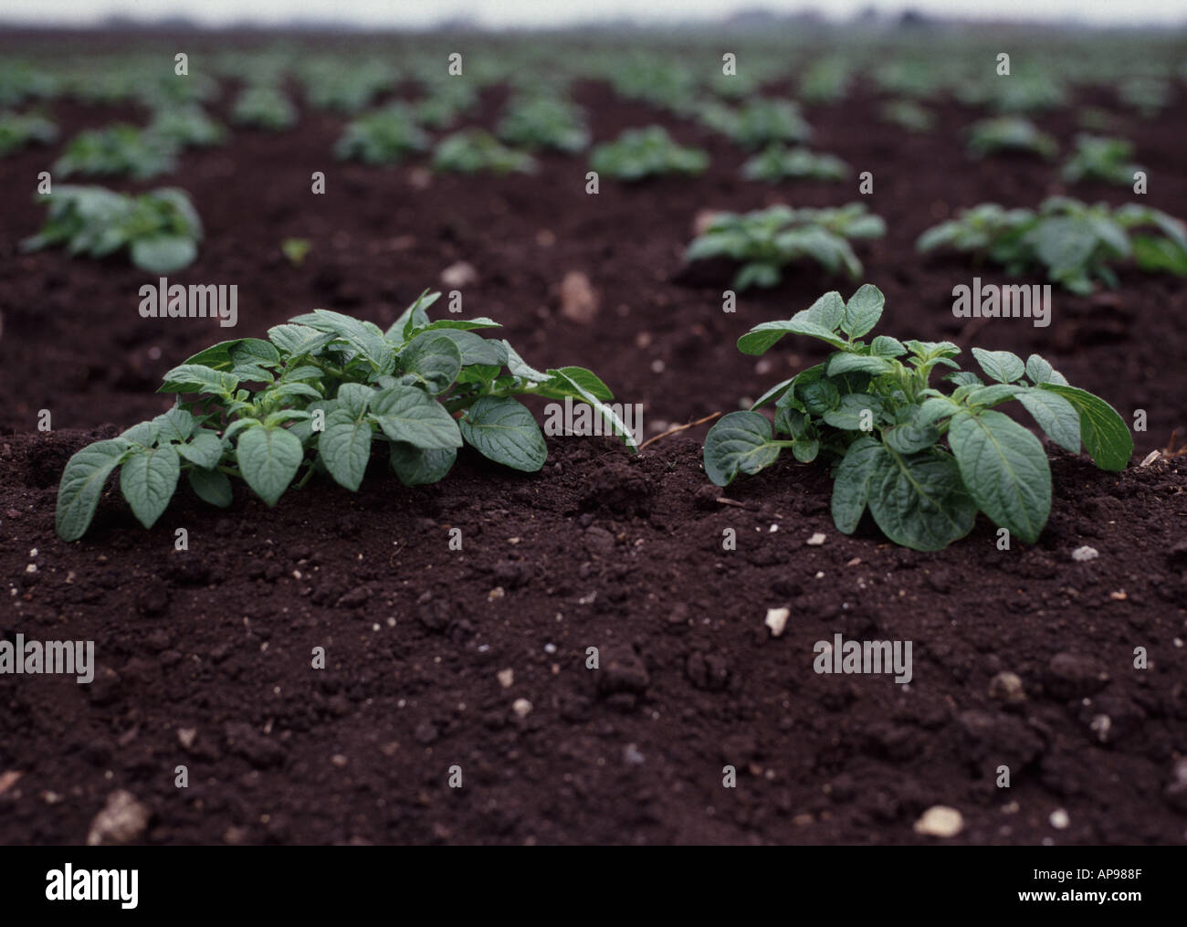 Potato field ridges hi-res stock photography and images - Alamy