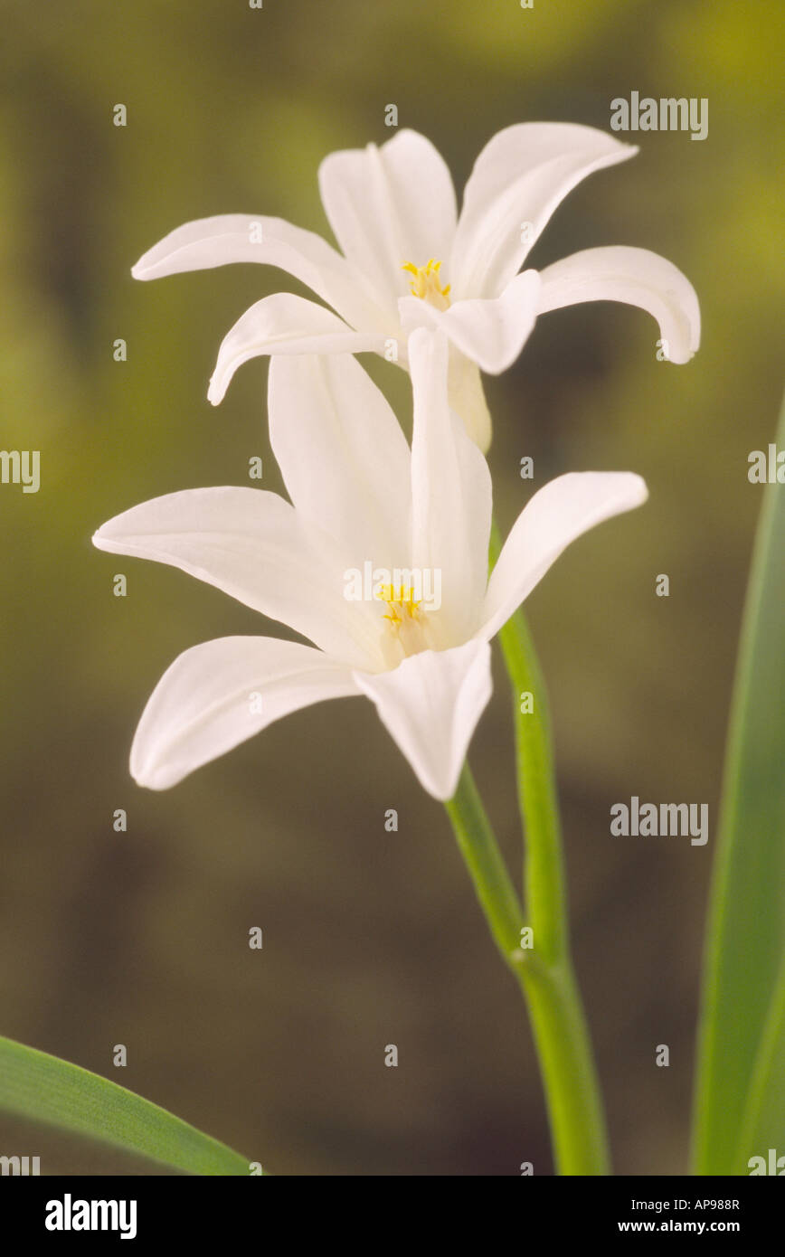 Chionodoxa luciliae (Gigantea Group) 'Alba' (Glory of the snow Stock ...