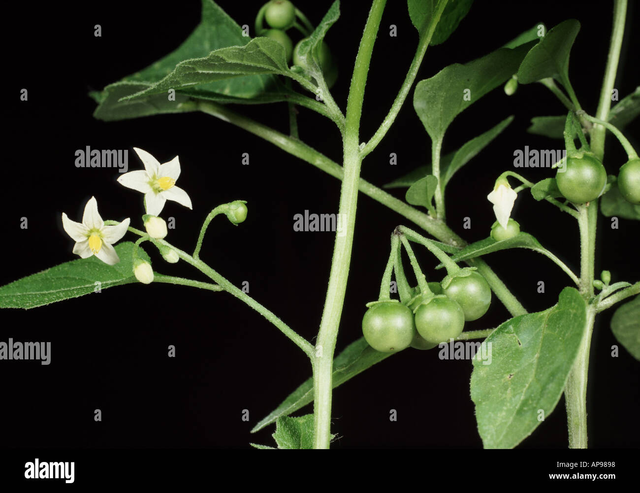 Black Nightshade Solanum nigrum flowerhead with fruit Stock Photo - Alamy