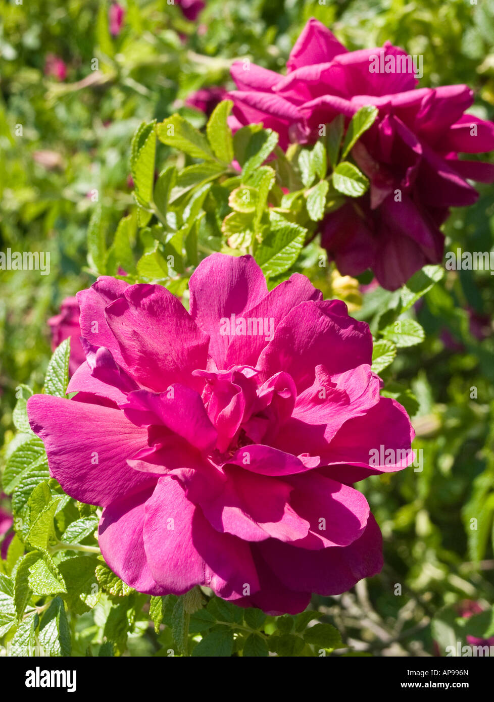 Prime flower blooms of shrub rose Rosa 'Roseraie de l Hay' in Wiltshire ...