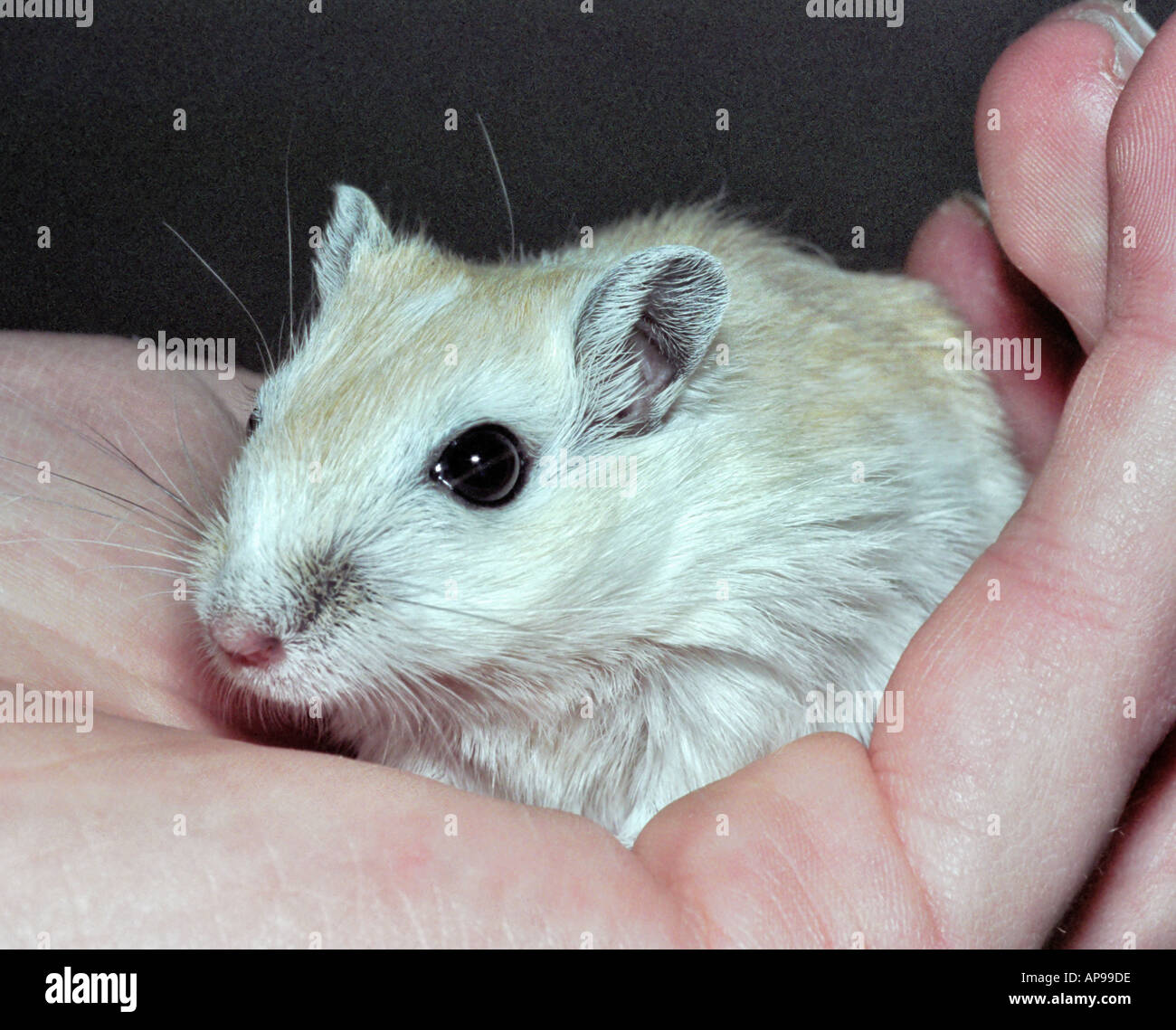 gerbil in hand Stock Photo - Alamy