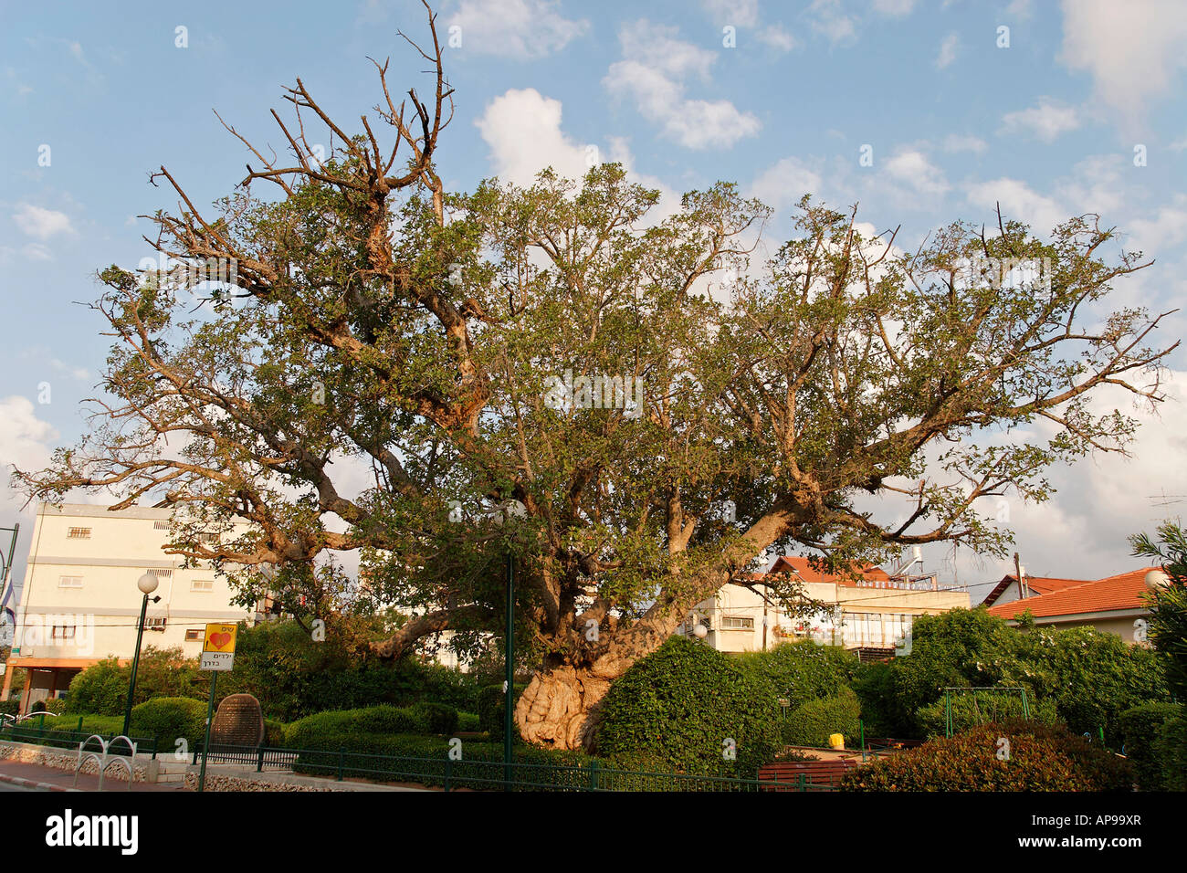 Israel Coastal Plain Sycamore Tree Ficus Sycomorus In Ramat Gan Stock