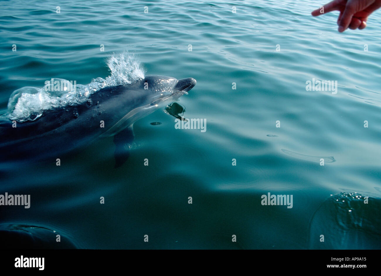 Tourist pointing finger at Bottlenose Dolphin (Tursiops truncatus ...