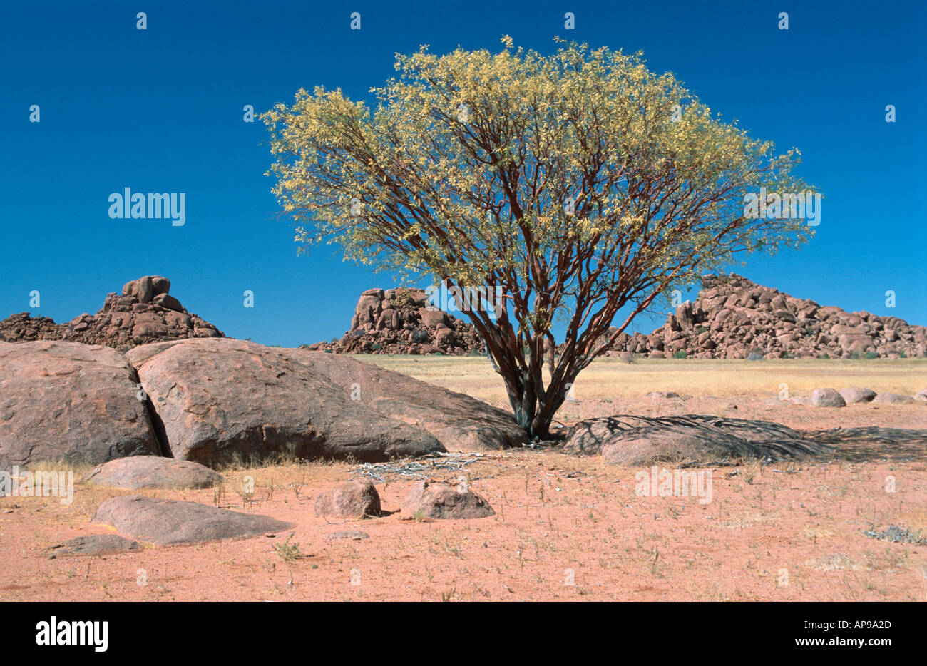 Blooming desert tree in rocky landscape Namibia 2000 Stock Photo - Alamy