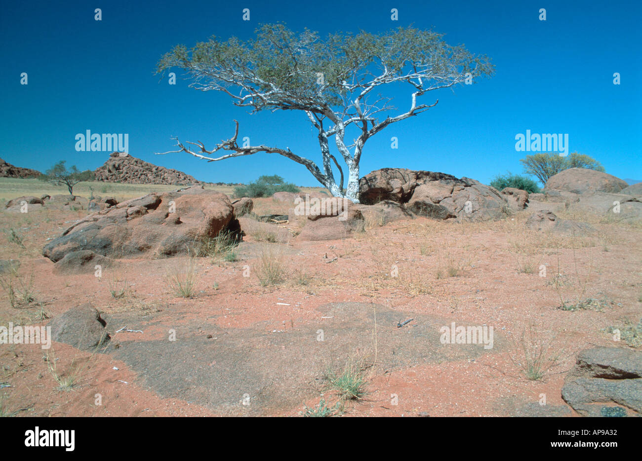 Desert tree and rocks Namibia 2000 Stock Photo - Alamy