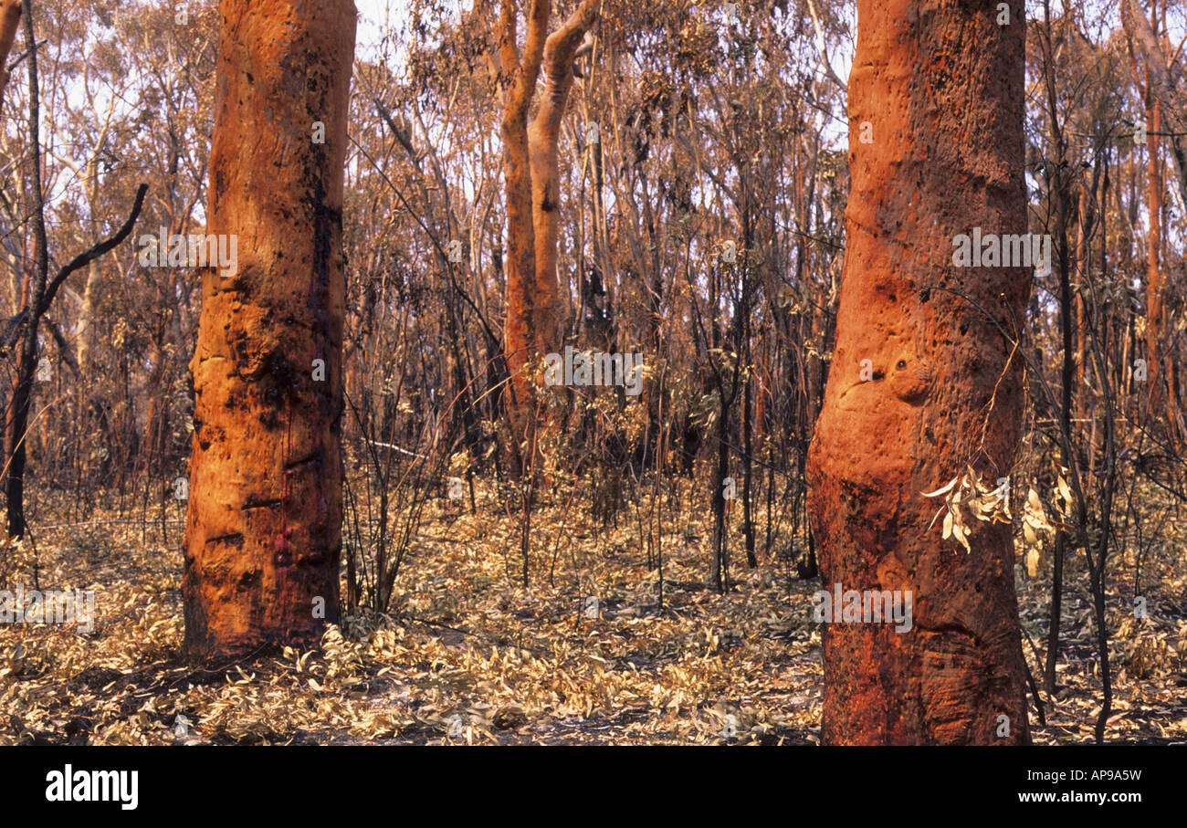 Sydney royal national park bushfire hi-res stock photography and images ...