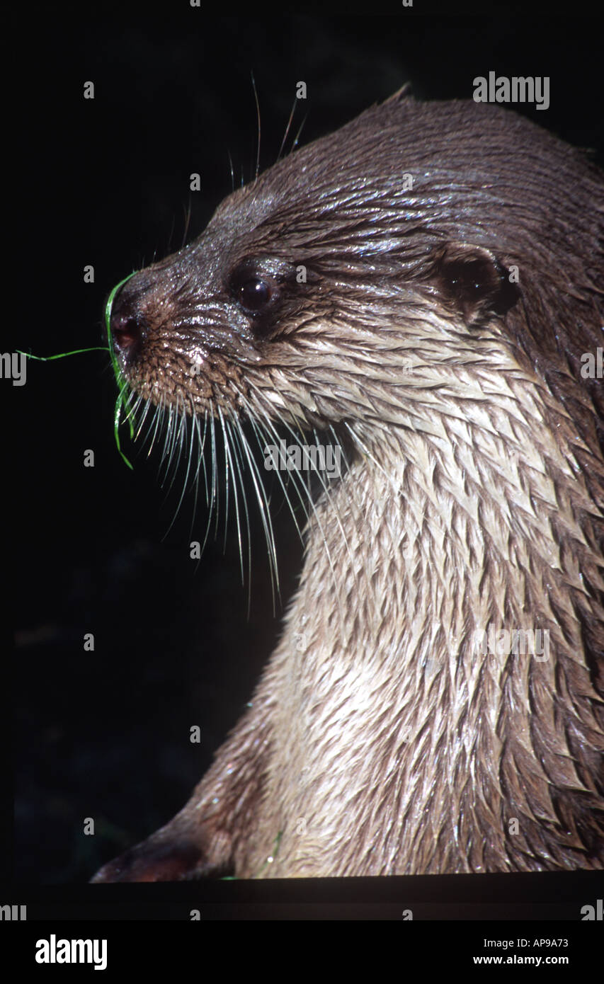 Welsh otter hi-res stock photography and images - Alamy