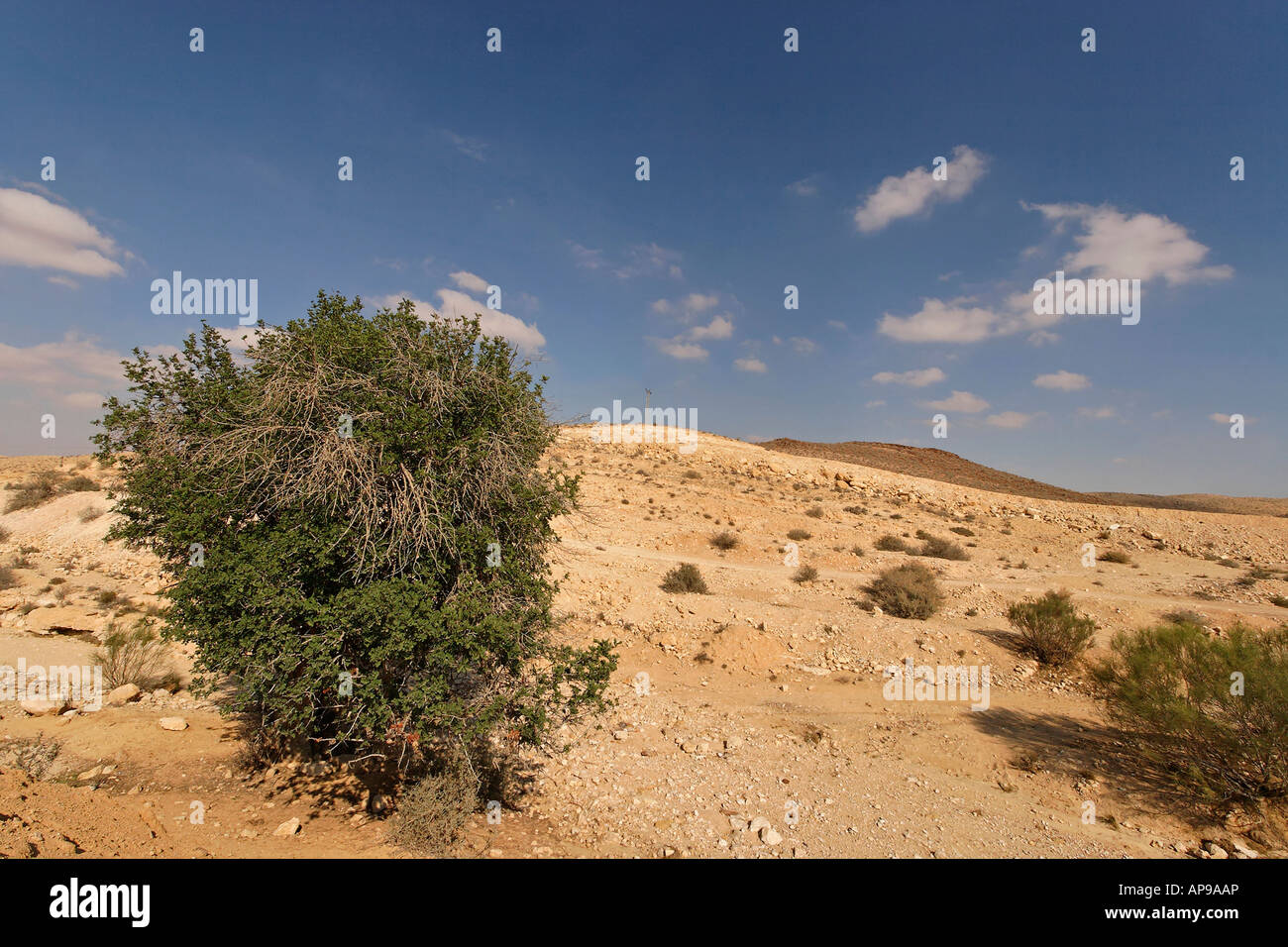 Israel Carob tree in the Negev desert Stock Photo - Alamy