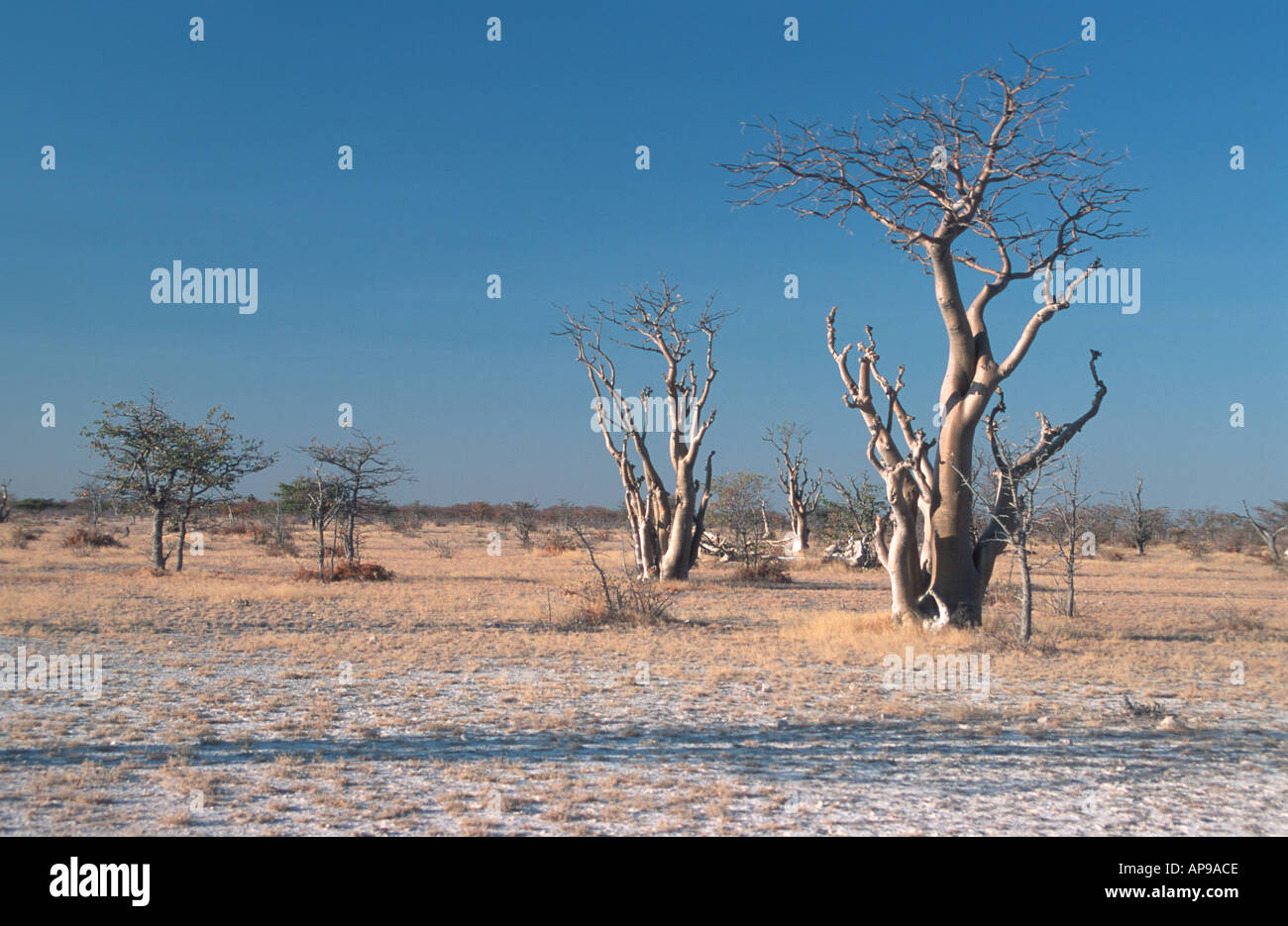 Moringa ovalifolia hi-res stock photography and images - Alamy