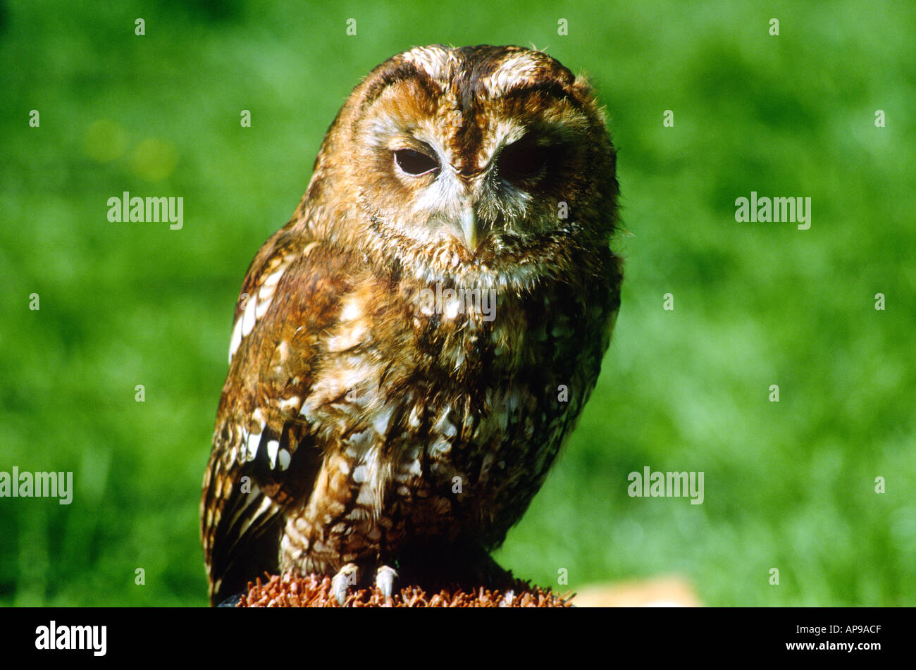 Welsh rare bird hi-res stock photography and images - Alamy