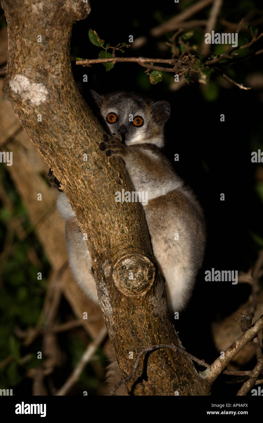 White-footed sportive lemur, Lepilemur leucopus, Berenty private ...